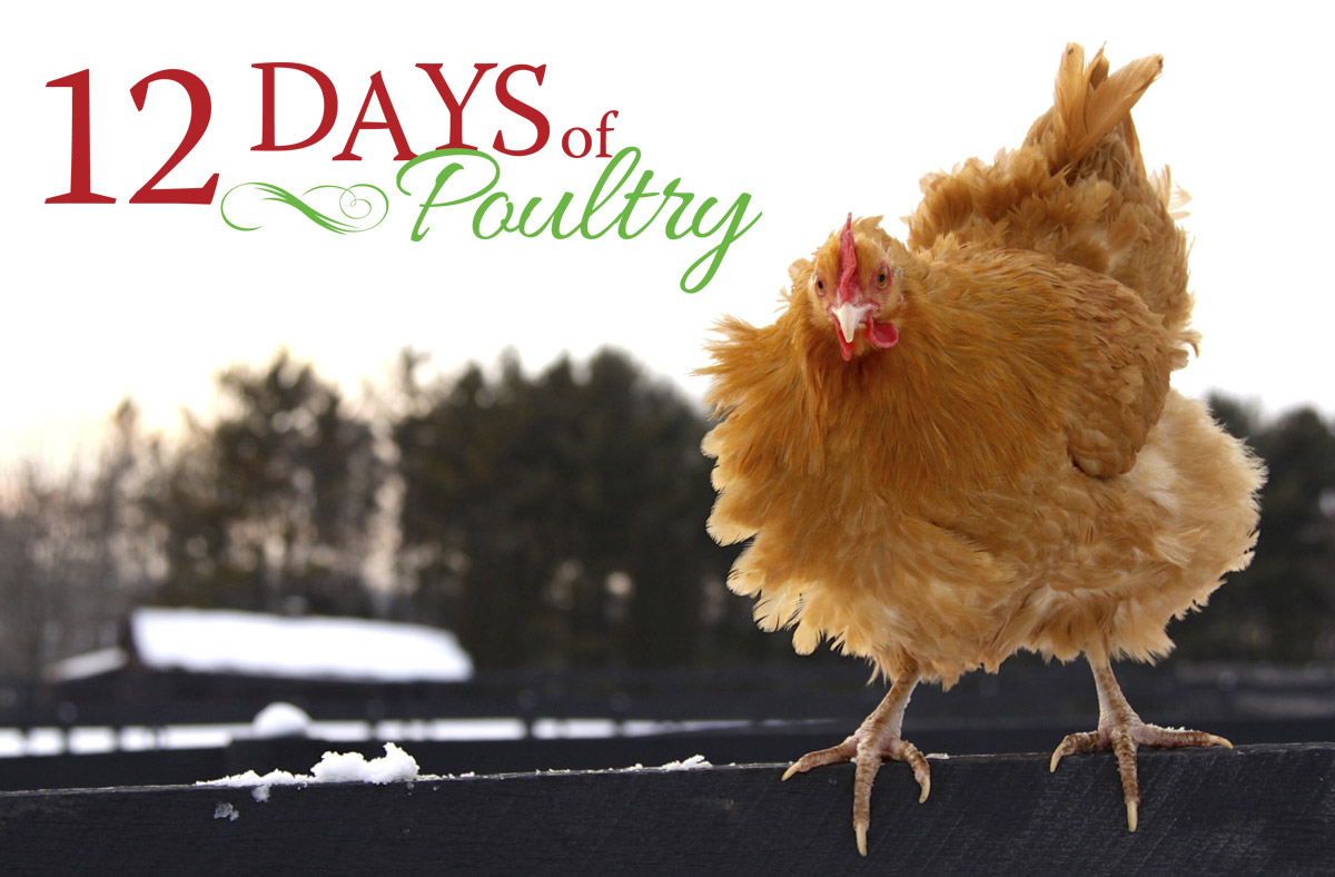 12 Days of Poultry Giveaway - Backyard Poultry